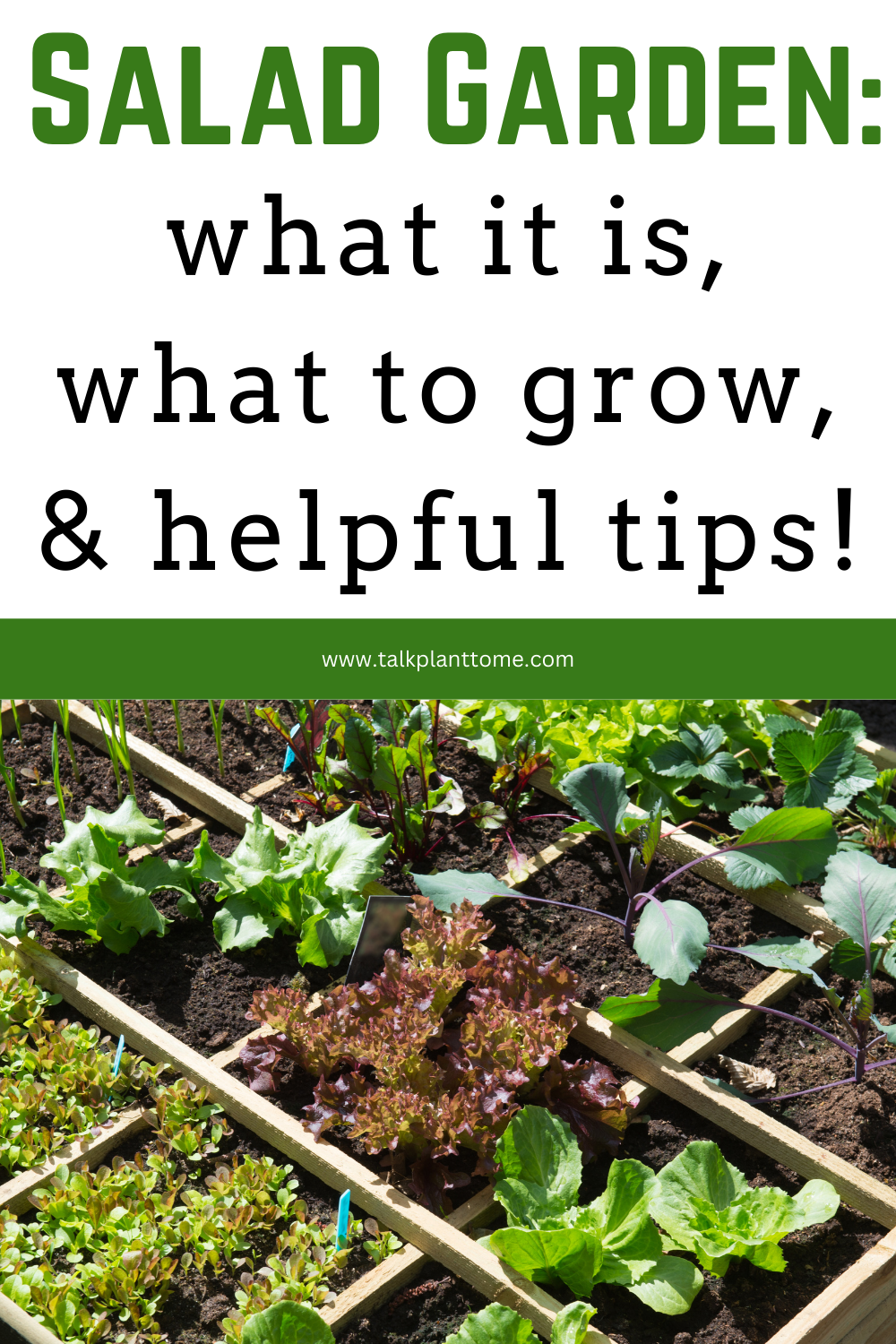 Salad Garden: what it is, what to grow, and helpful tips! – | Talk ...