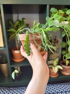 Ric Rac cactus care guide: everything you need to know! – | Talk Plant ...