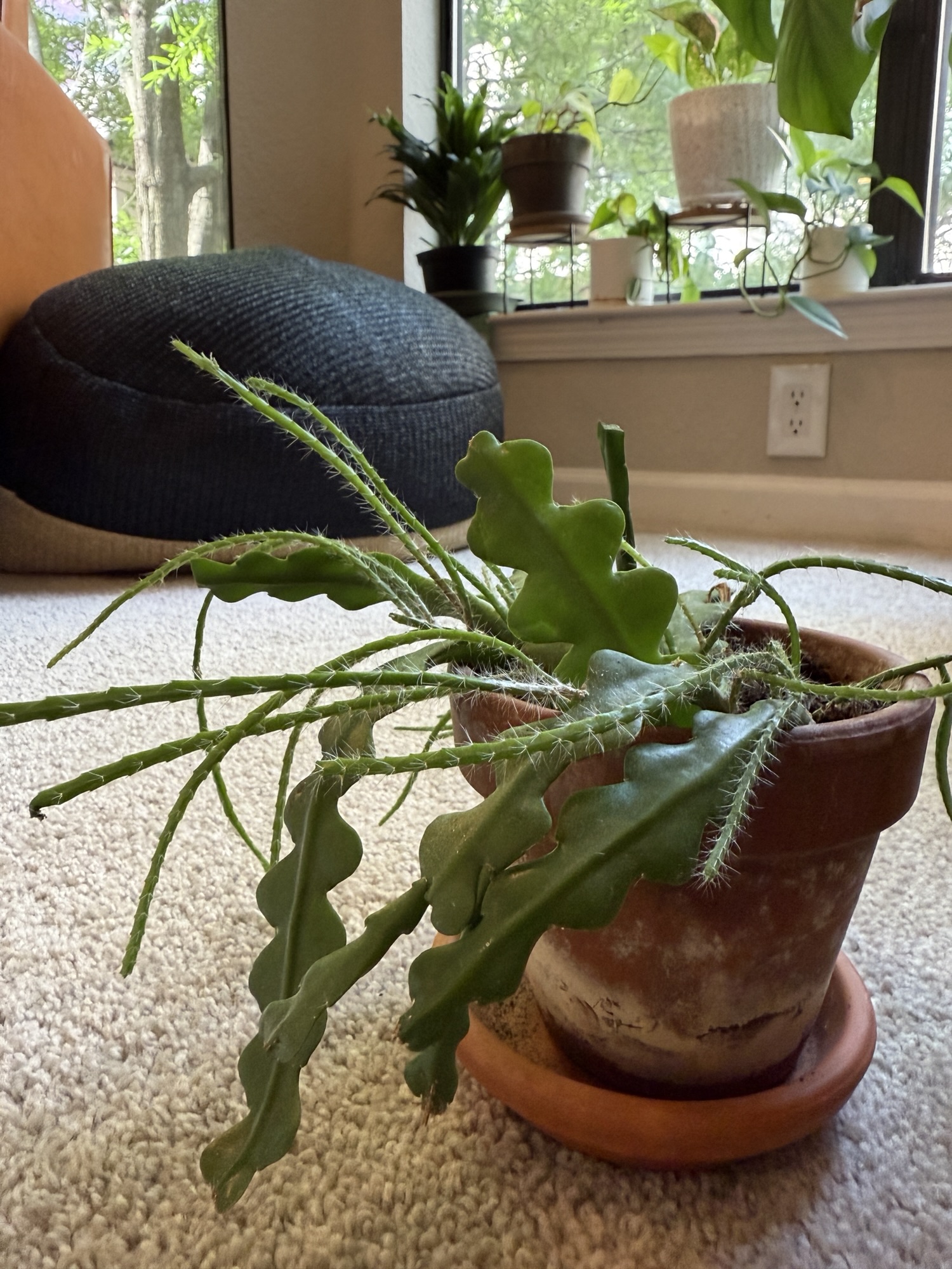 Ric Rac cactus care guide: everything you need to know! – | Talk Plant ...