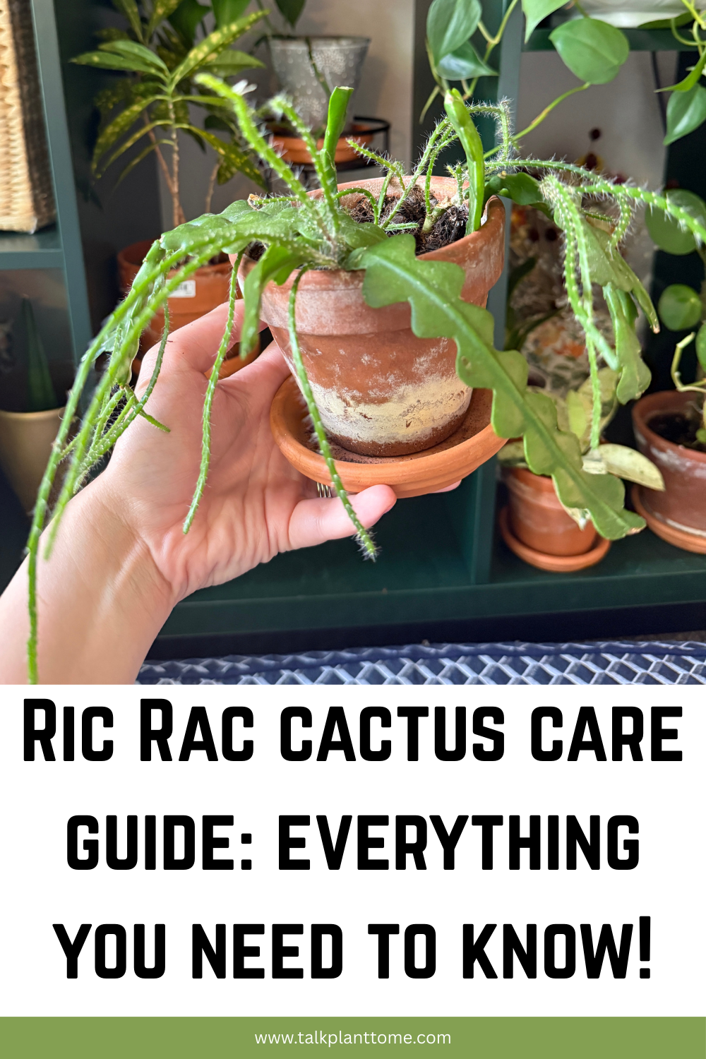 Ric Rac cactus care guide: everything you need to know! – | Talk Plant ...