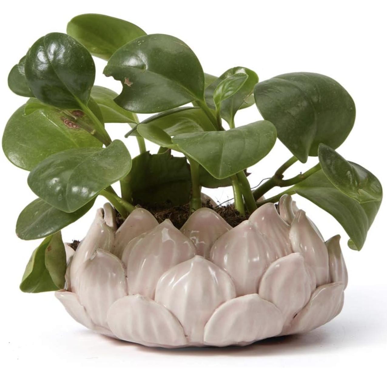22 Pink Planters For Plant Moms! – | Talk Plant To Me