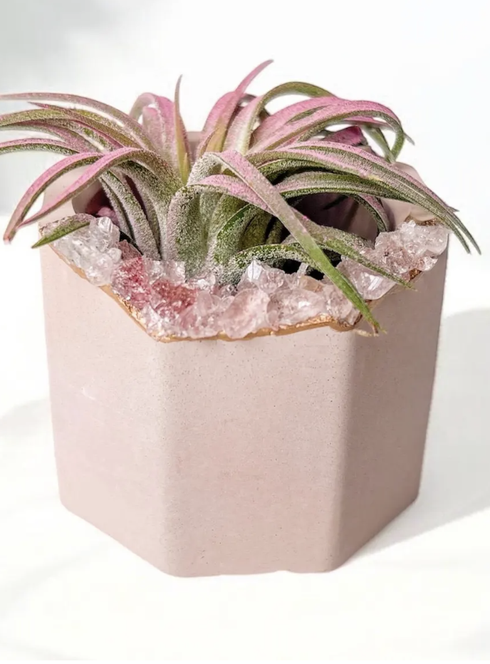 22 Pink Planters For Plant Moms! – | Talk Plant To Me